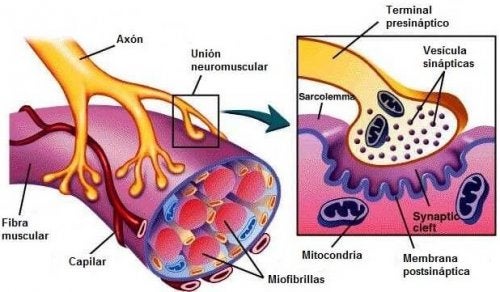 Placa neuromuscular: qué es y cómo funciona - Mejor con Salud