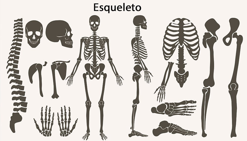 Osteogénesis: la formación de los huesos - Mejor con Salud