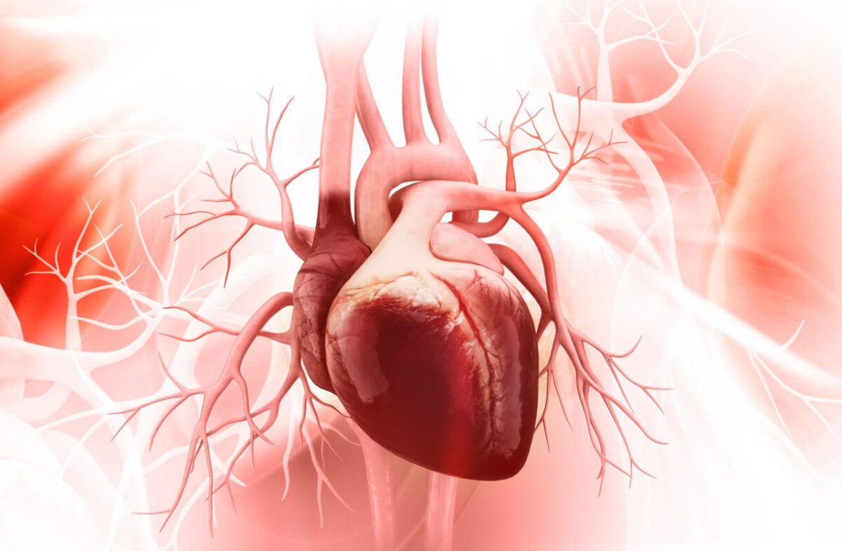 Anatomia Del Corazon Humano