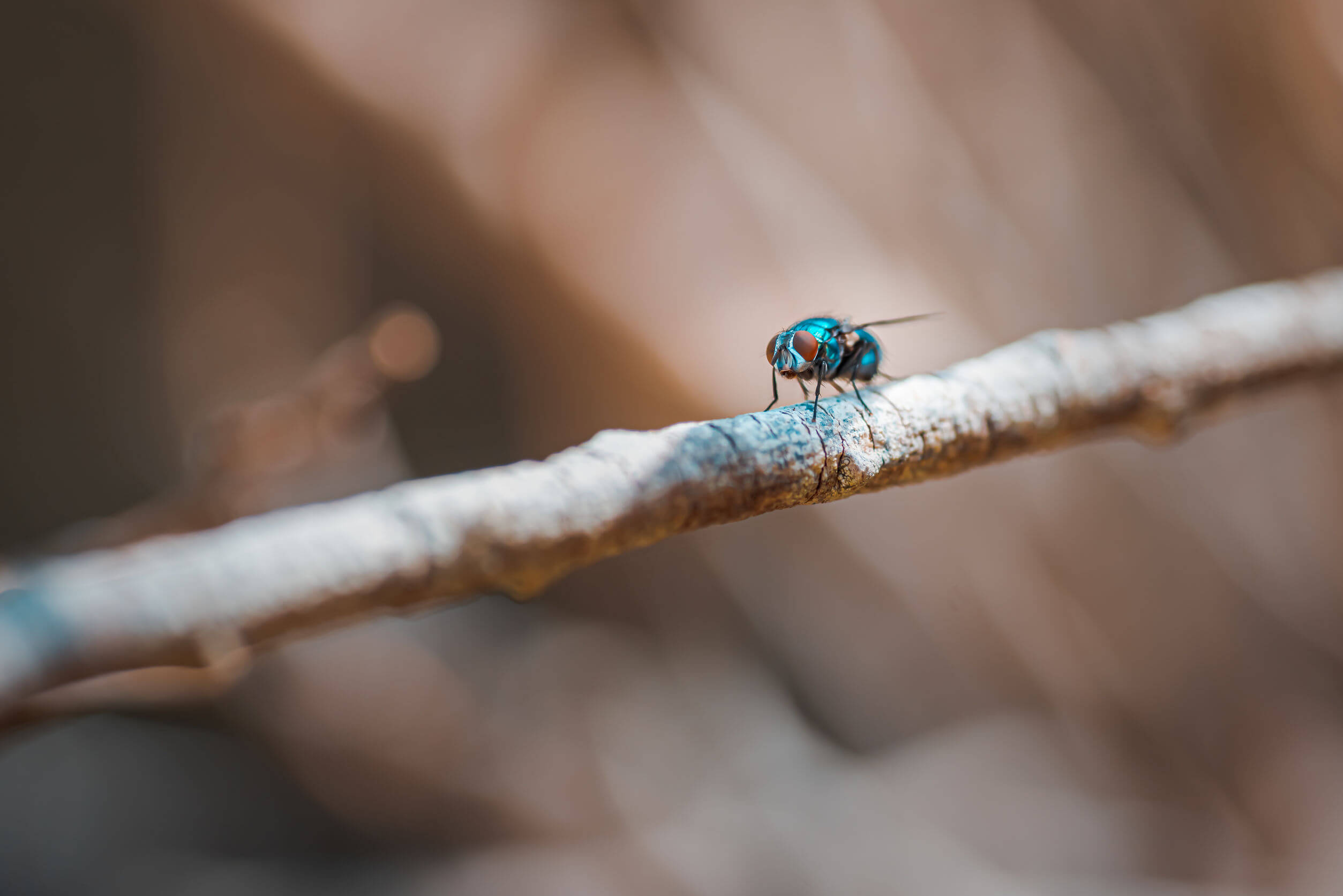 Miasis: causas y tipos - Mejor con Salud