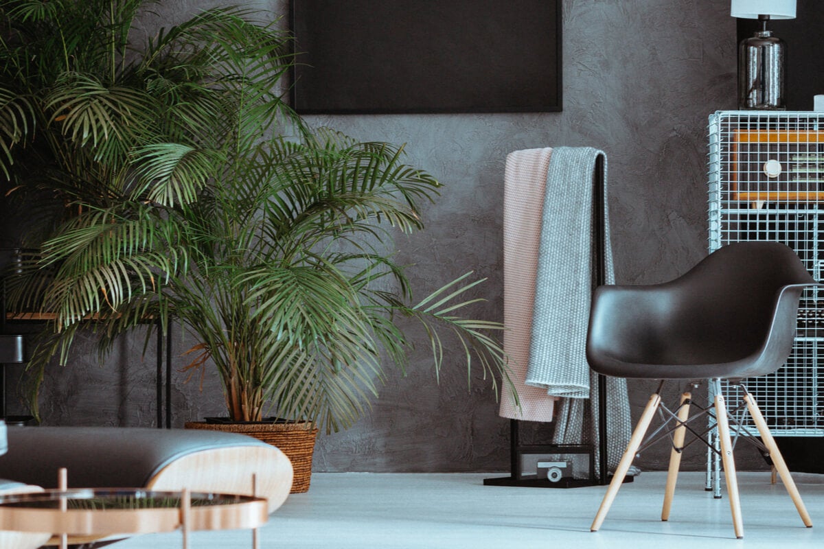 Palmeras De Interior