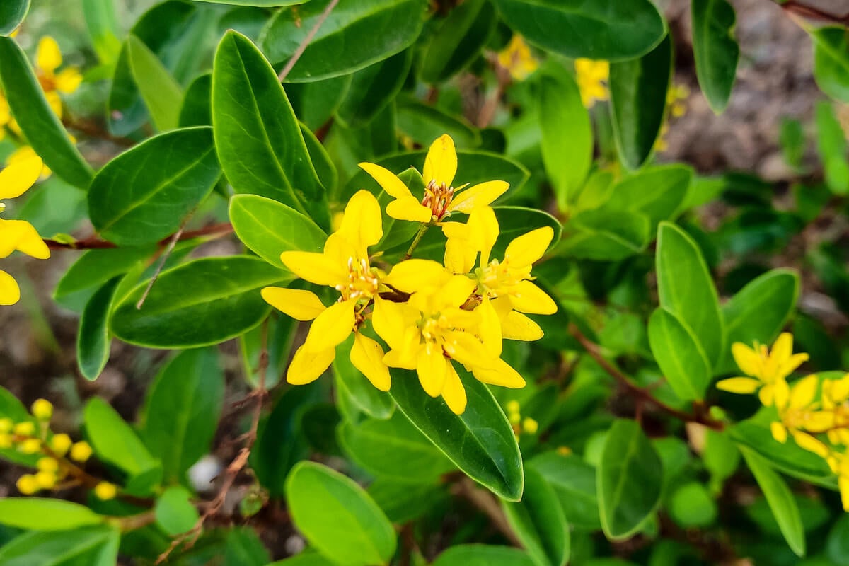 Calderona amarilla: ¿es efectiva para reducir la ansiedad? - Mejor con ...