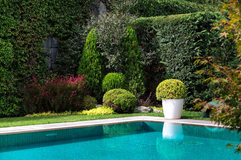 8 Plants To Put Around The Pool Bullfrag