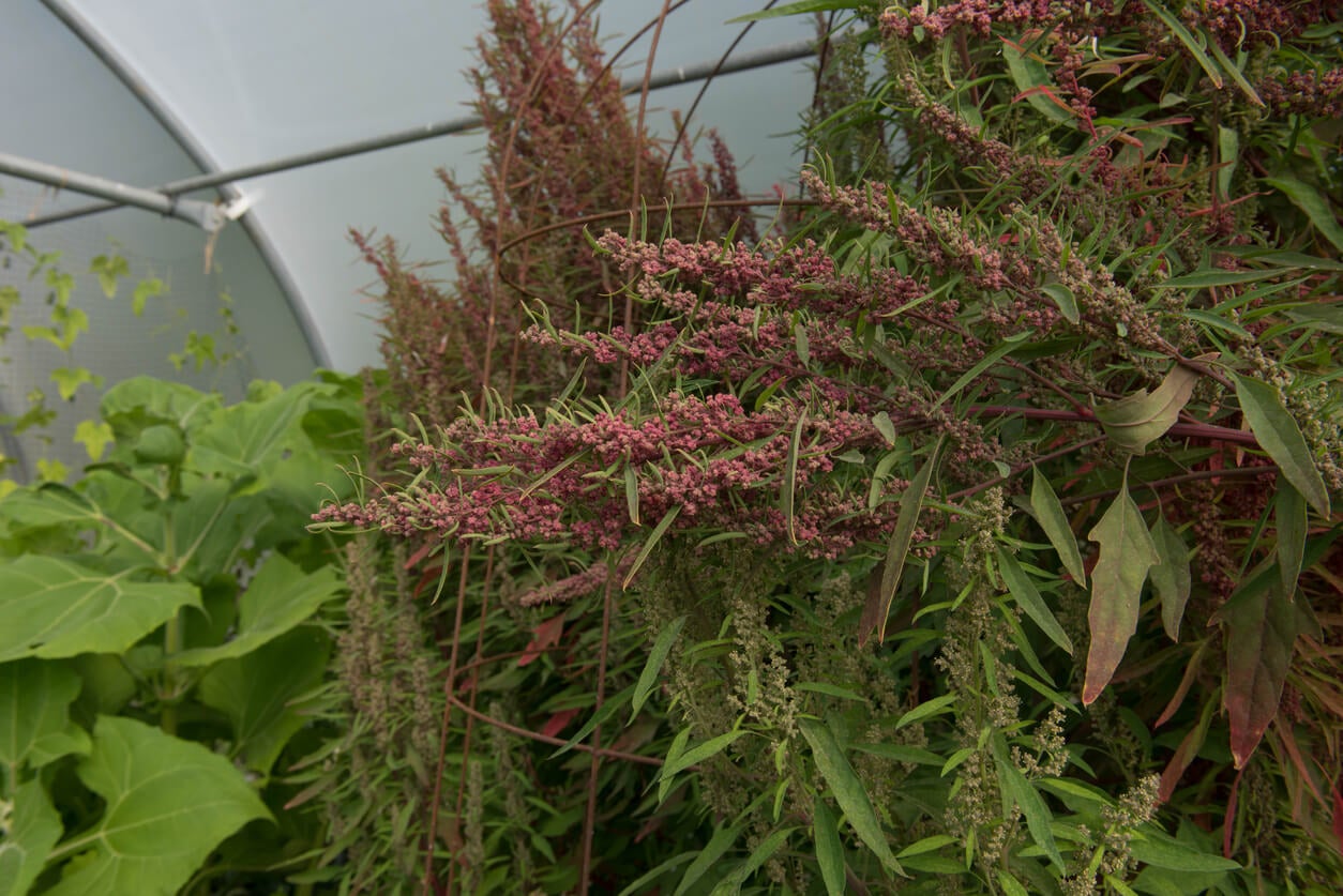 Qué son los huauzontles y cuáles son sus beneficios - Mejor con Salud