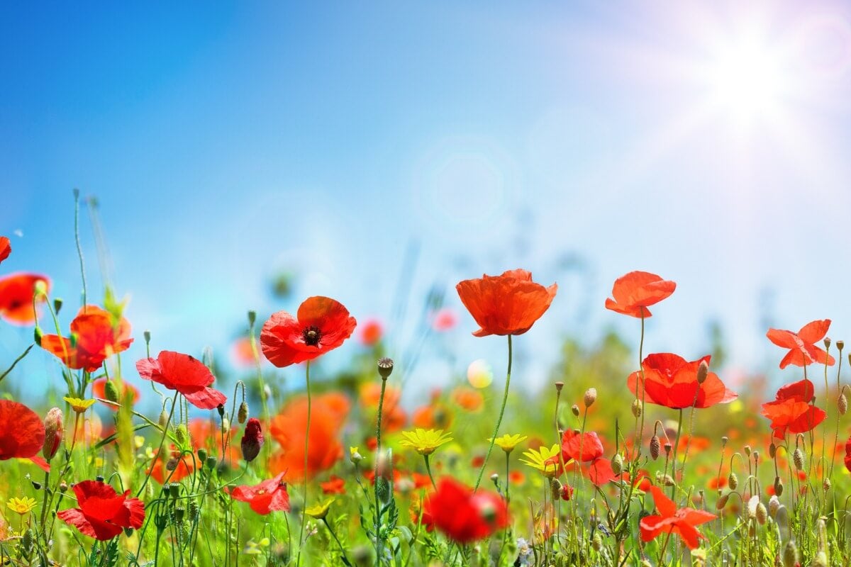 10 plantas de jardín que mejor aguantan el sol y la sequía