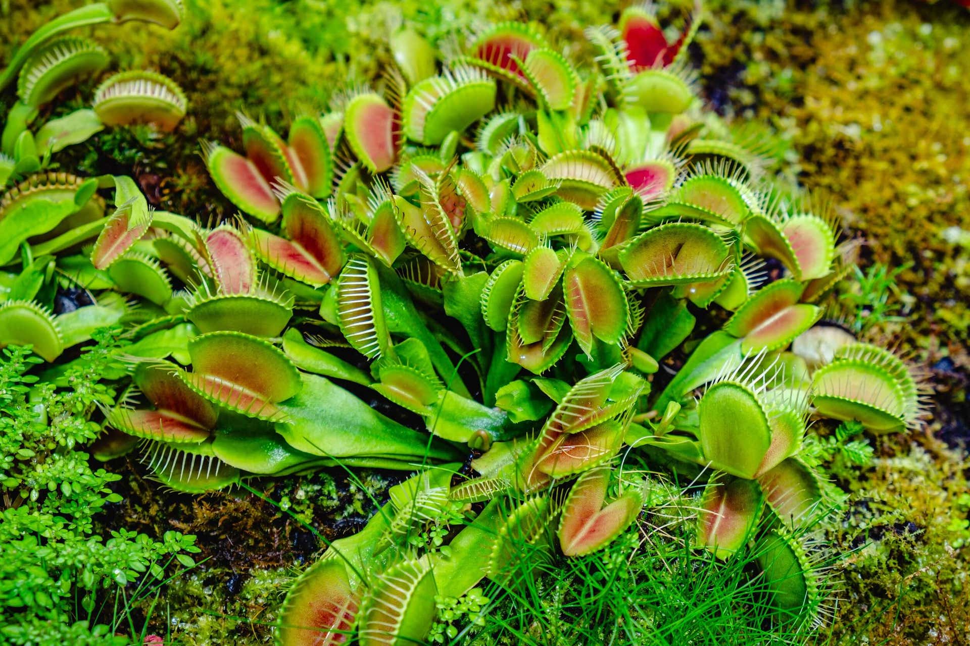 Plantas Carn voras Caracter sticas Tipos Y Cuidados Mejor Con Salud Plantas Carn voras Caracter sticas Tipos Y Cuidados Mejor Con Salud
