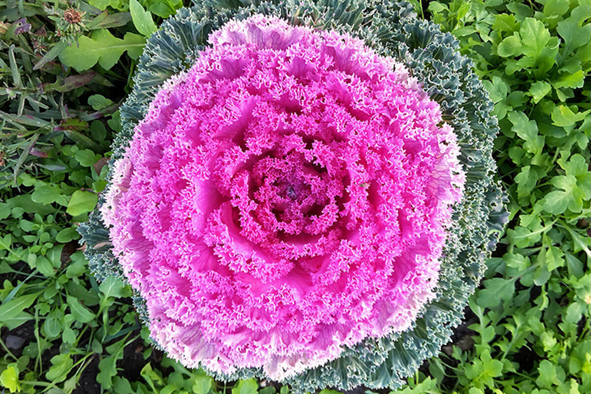 Ideas Para Repollos Ornamentales