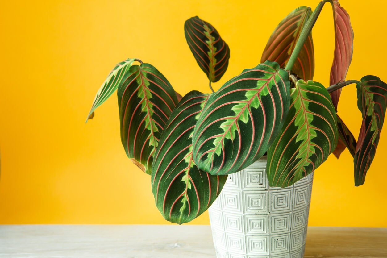 Maranta De La Oraci n Or Toad Care Guide And How To Reproduce It At 