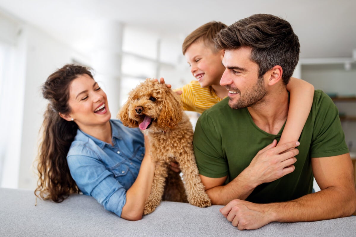 25 razas de perros más tiernas y familiares: encuentra tu compañero ...