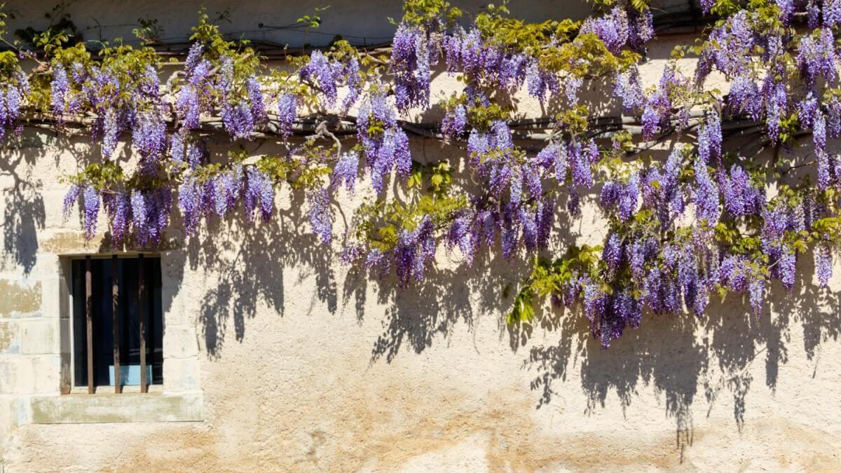 25 tipos de plantas trepadoras para decorar tu jardín - Mejor con Salud