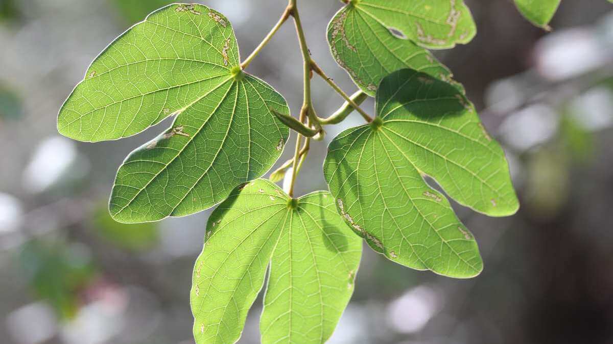 Pata de vaca ¿funciona para la diabetes? - Mejor con Salud