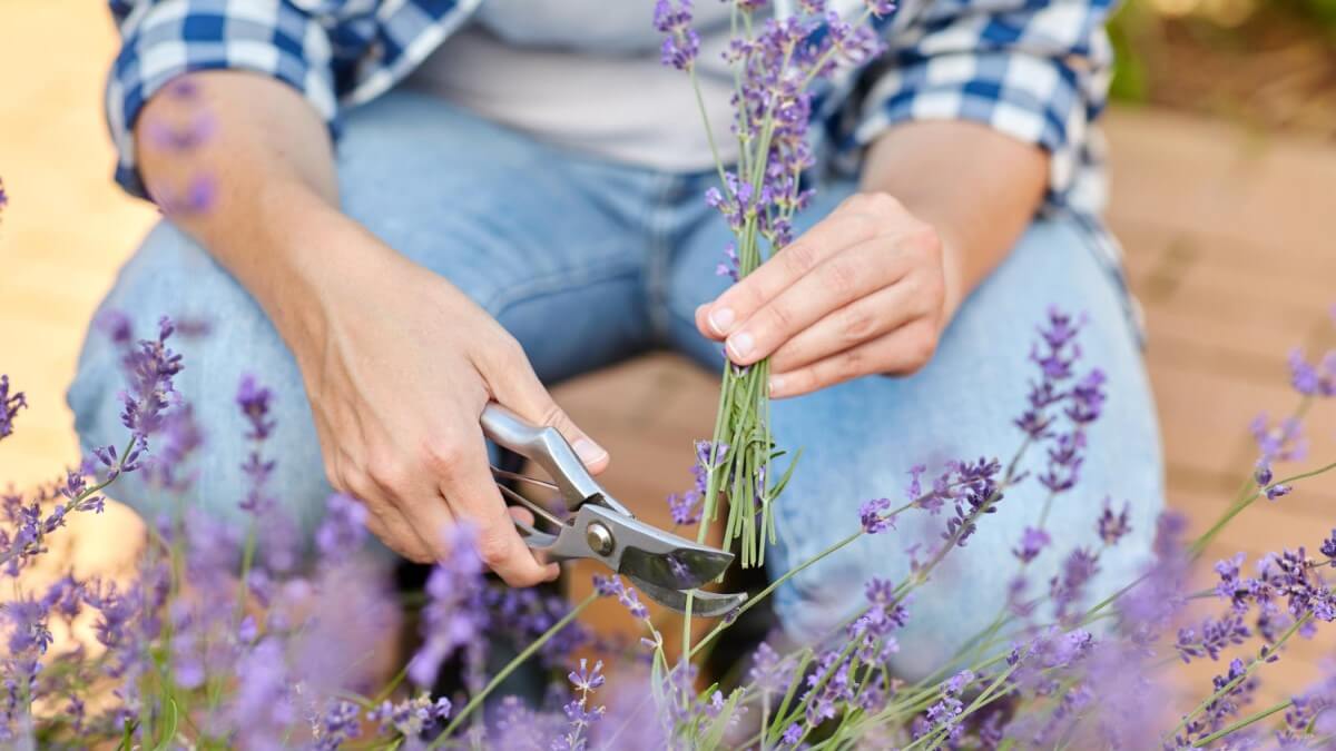 Cuándo y cómo podar la lavanda correctamente - Mejor con Salud